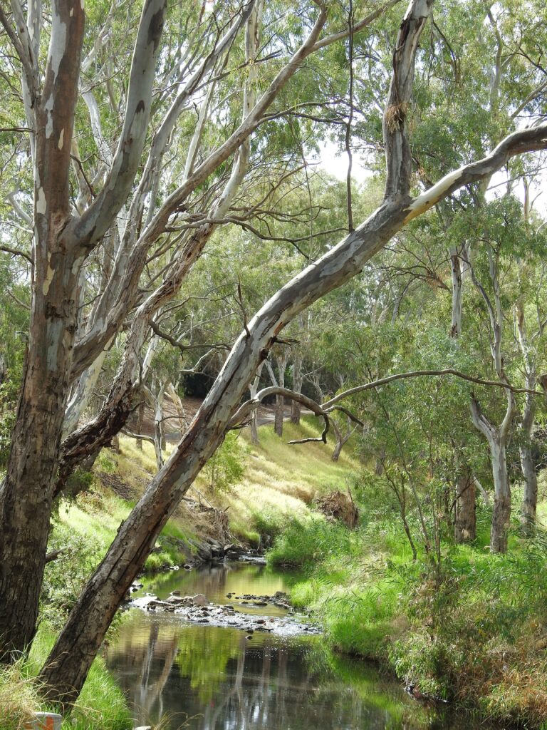 Kaurna Visual Resources | Morialta Uniting Church